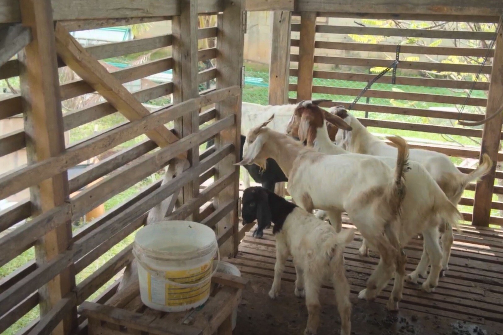 From Engineering to Goat Farming and Lalamove With Anandh